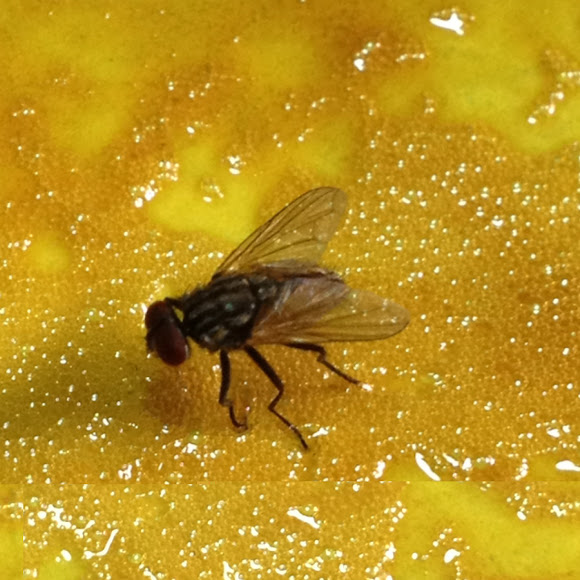 House fly | Project Noah