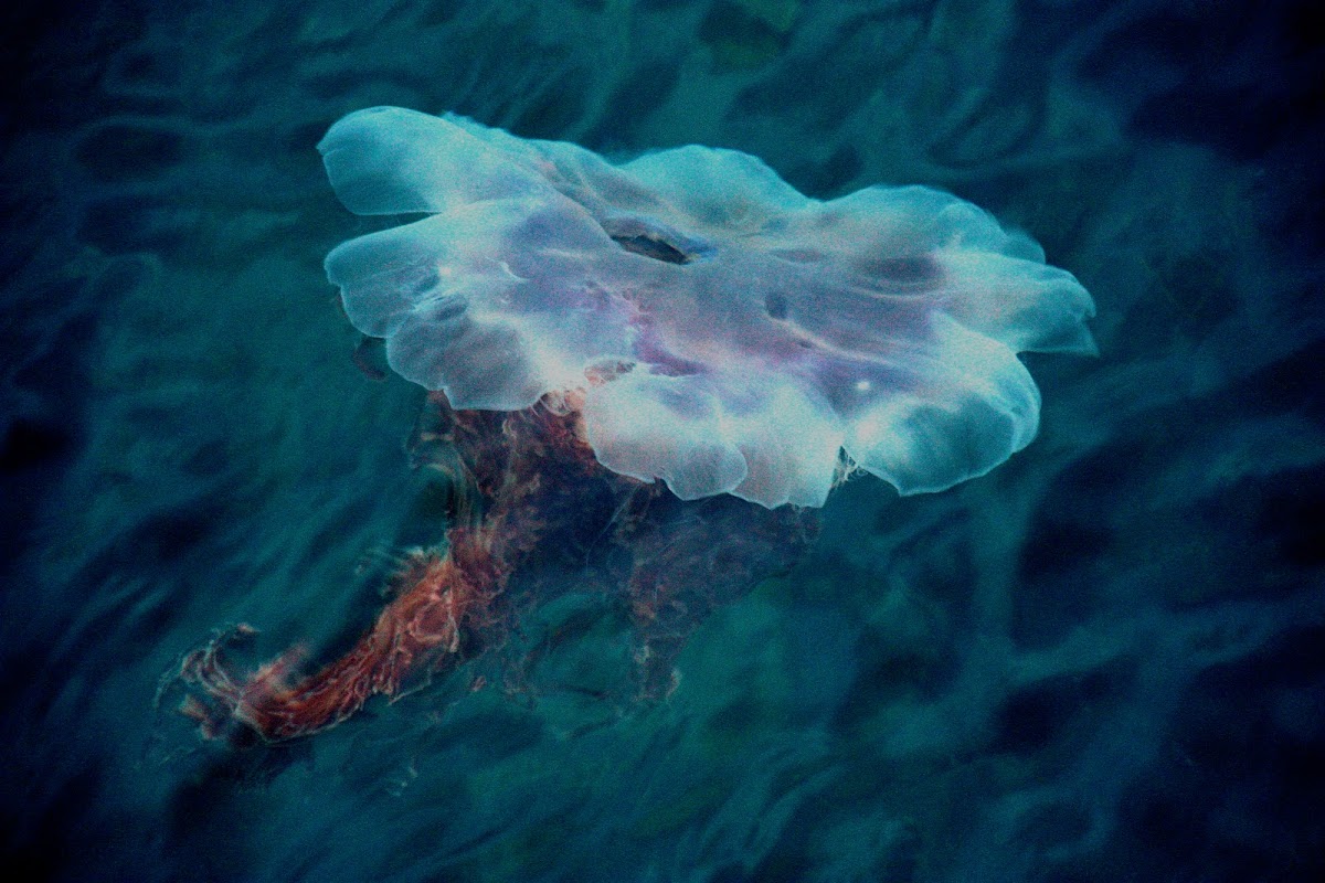 Lion's mane jellyfish | Project Noah