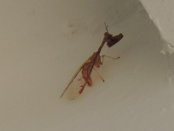 Carolina Mantis | Project Noah