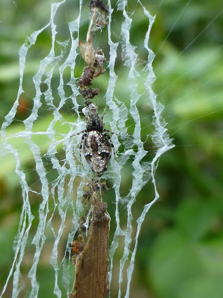 Trashline Orb Weaver | Project Noah