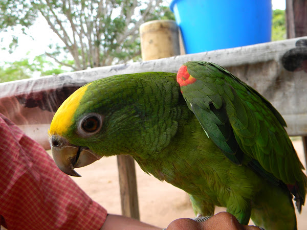 loro real amazónico / Yellow-crowned Amazon | Project Noah