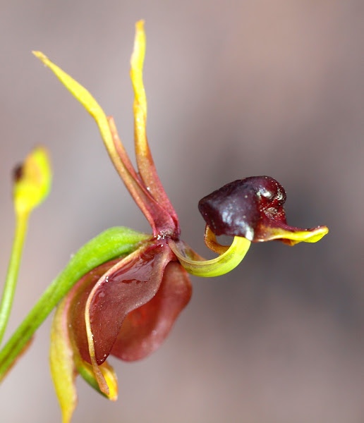 Flying Duck Orchid | Project Noah