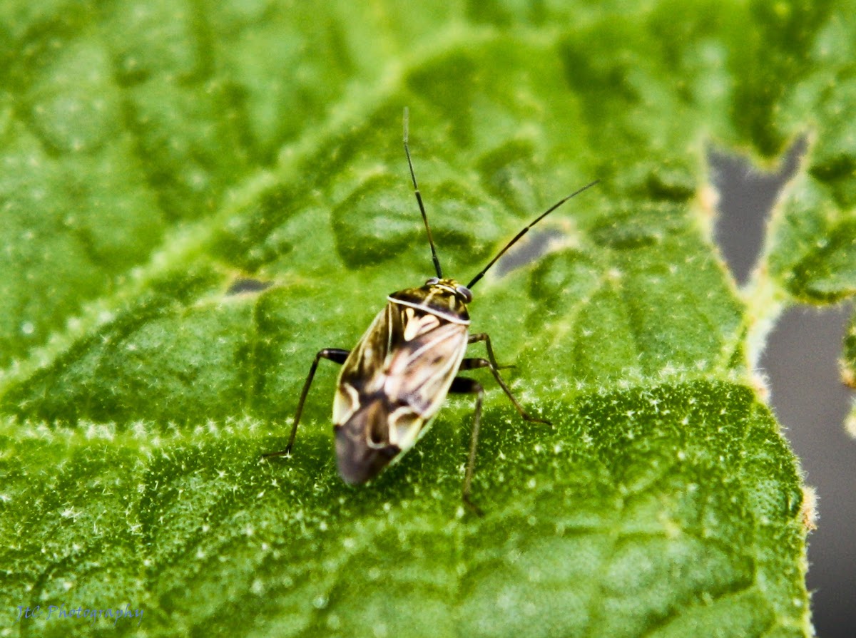 Tarnished Plant Bug | Project Noah