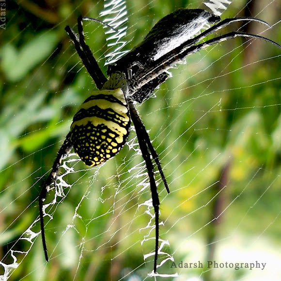 Signature spider | Project Noah