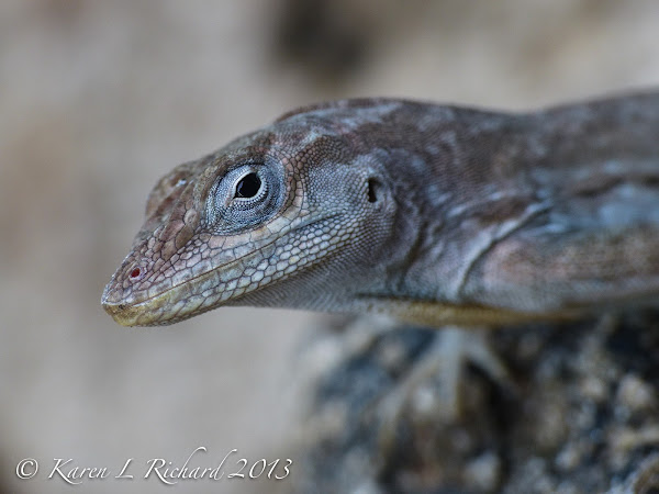 Aruban whiptail lizard (female) | Project Noah
