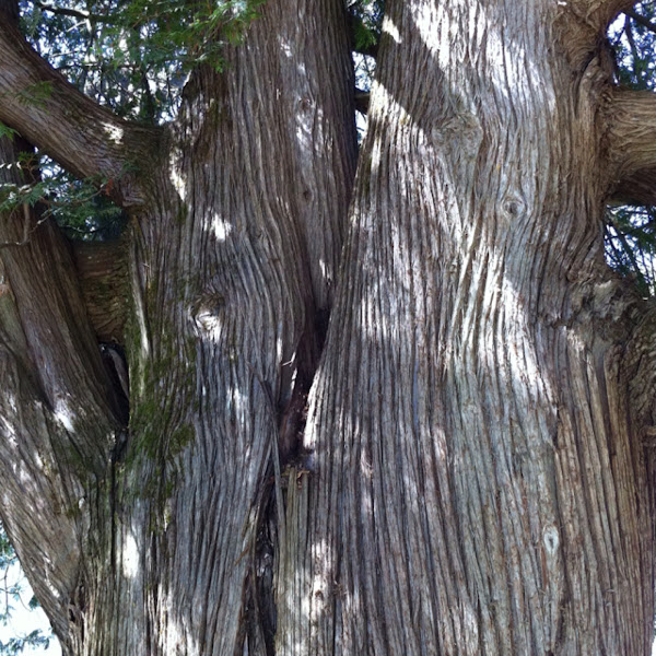 Old Eastern Cedar Tree | Project Noah
