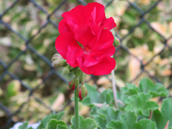 Geranium ‘Calliope Dark Red’ | Project Noah
