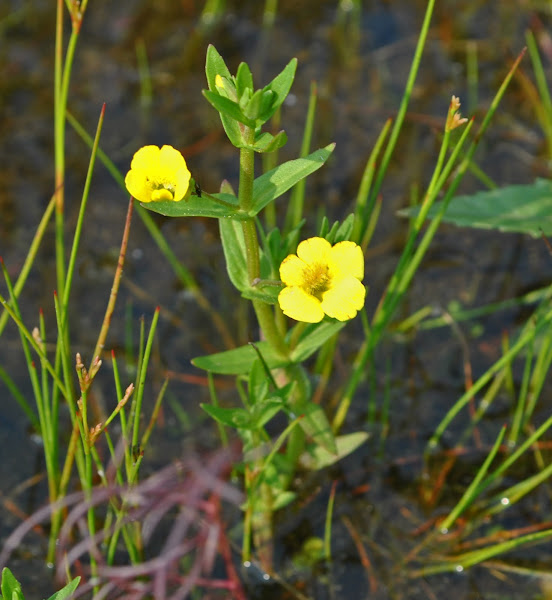 Golden Hedge-Hyssop | Project Noah