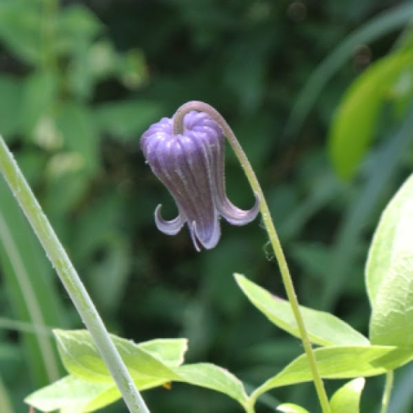 Leatherleaf Clematis | Project Noah