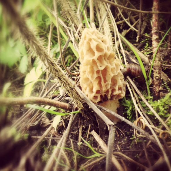 Morel | Project Noah