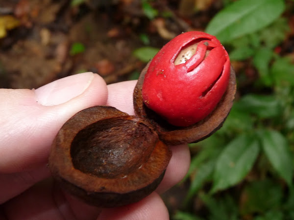 Virola fruit | Project Noah