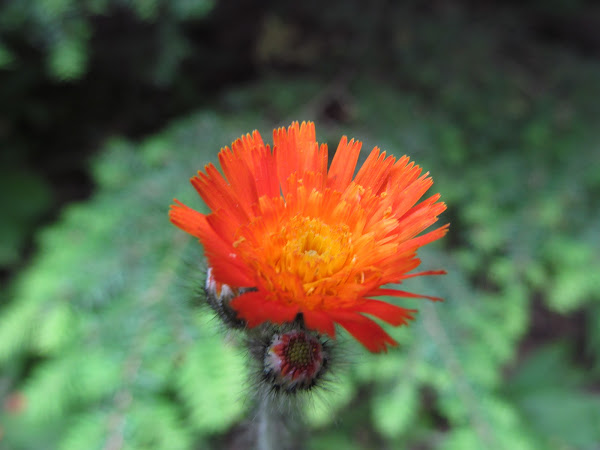 Devil’s Paintbrush | Project Noah