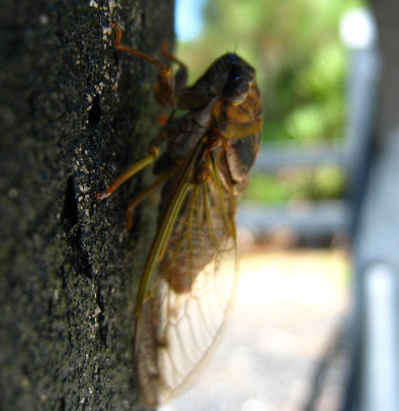 Cicada | Project Noah