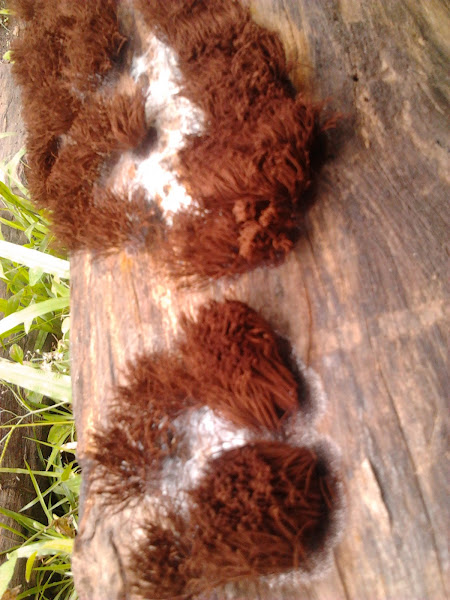 Stemonitis sp | Project Noah