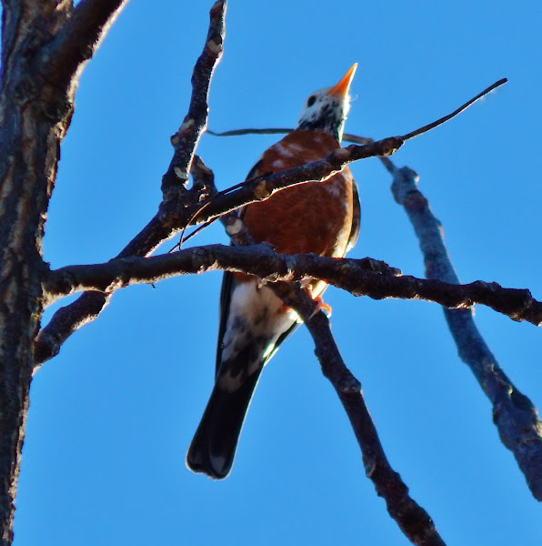 Piebald American Robin | Project Noah
