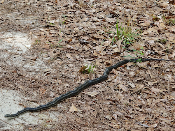 Eastern Black Rat Snake | Project Noah