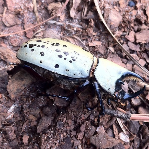 Eastern Hercules Beetle male | Project Noah