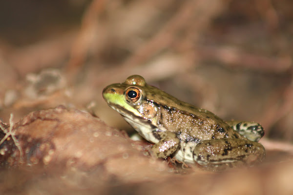 Northern Green Frog | Project Noah