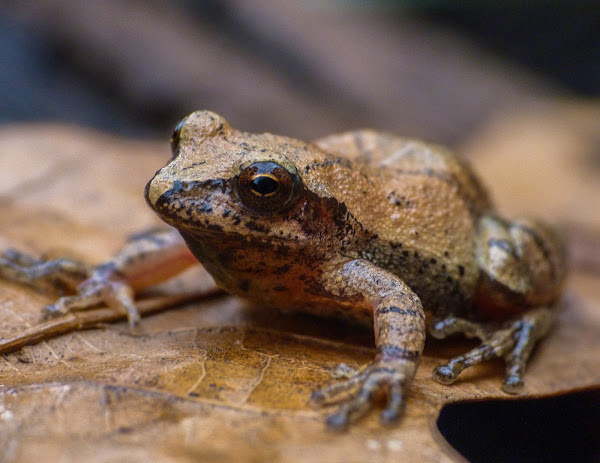 Spring peeper (male) | Project Noah
