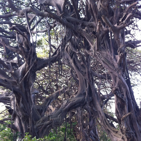 Chilamate | Project Noah