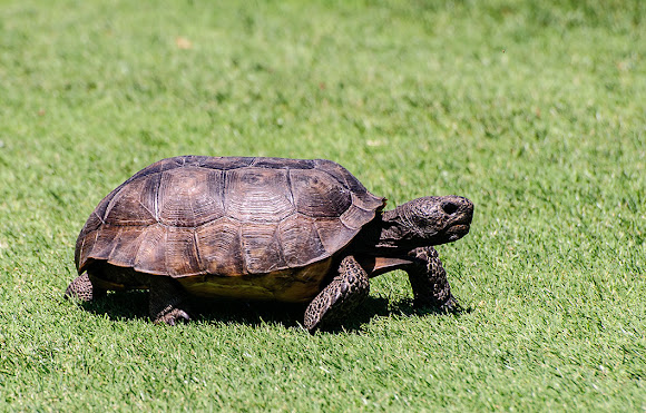 Gopher Tortoise | Project Noah