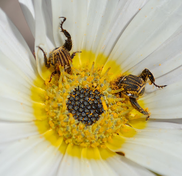 Monkey Beetle | Project Noah