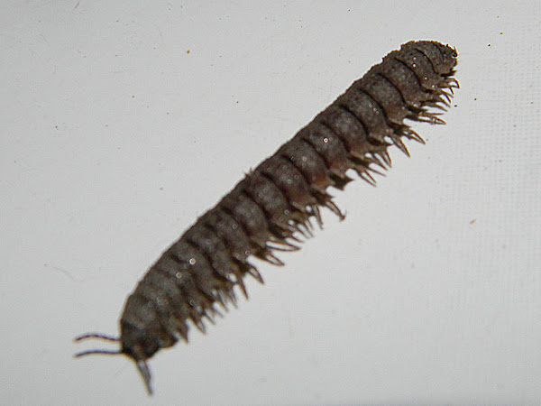 tractor millipede | Project Noah