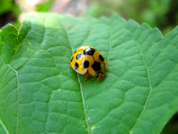 Giant Bamboo Ladybird | Project Noah