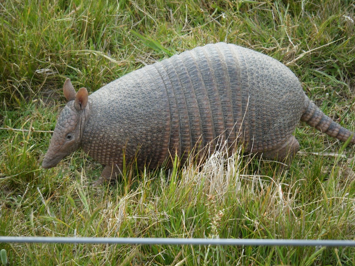 Mulita- Southerm Long-nosed Armadillo | Project Noah