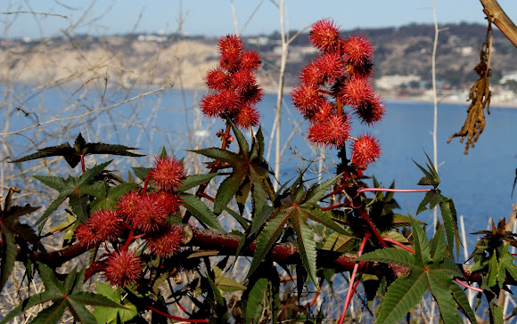 Castor | Project Noah