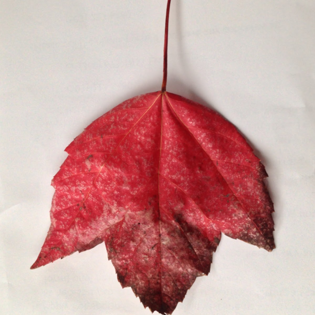 Red Maple | Project Noah