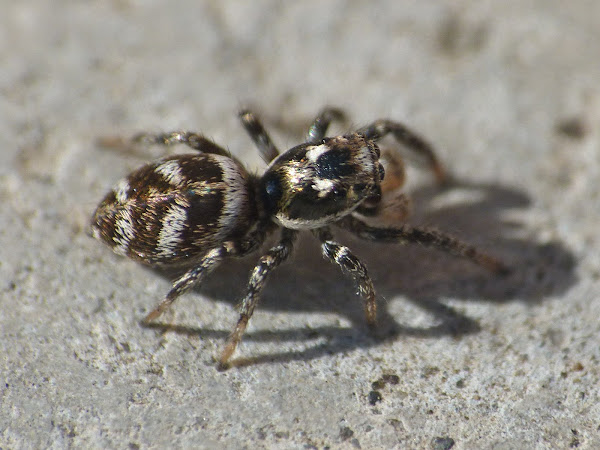Zebra jumping spider | Project Noah