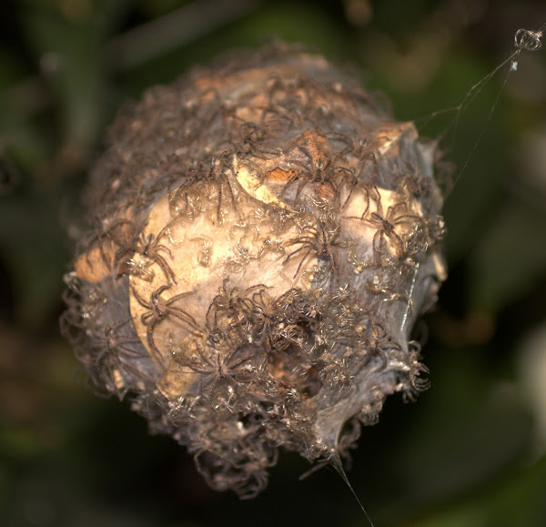 Karoo Rain Spider nest | Project Noah
