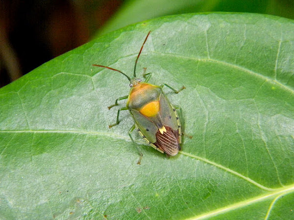 giant shield bug | Project Noah