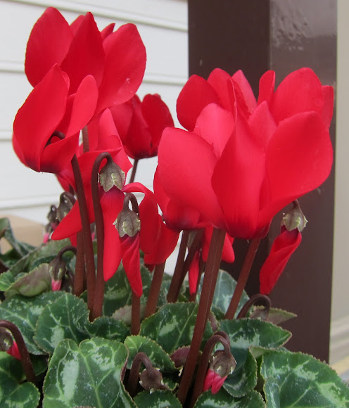 Red Cyclamen | Project Noah