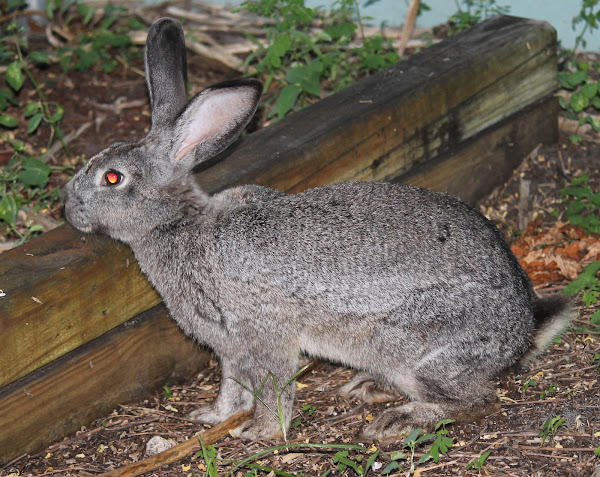 pet rabbit | Project Noah