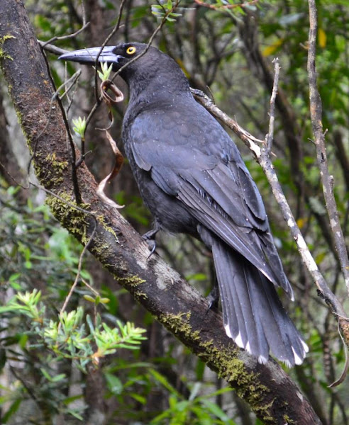 Black Currawong | Project Noah