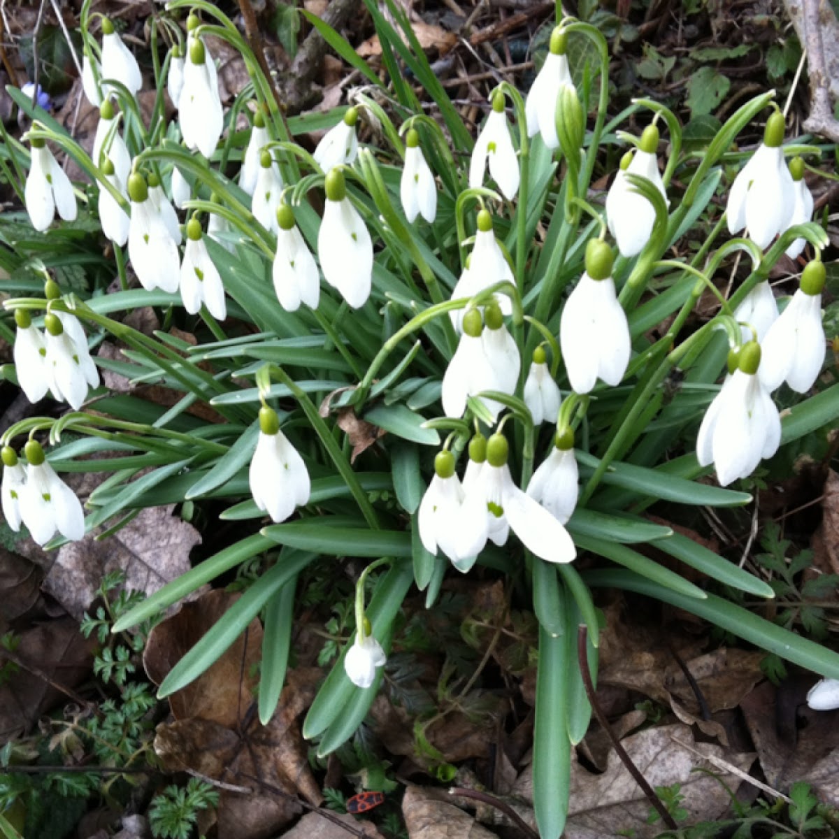 Schneeglocke (Snowdrop) | Project Noah