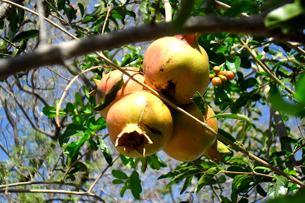 Pé de romã | Project Noah