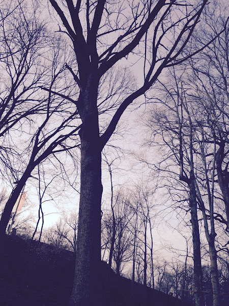 White Oak | Project Noah