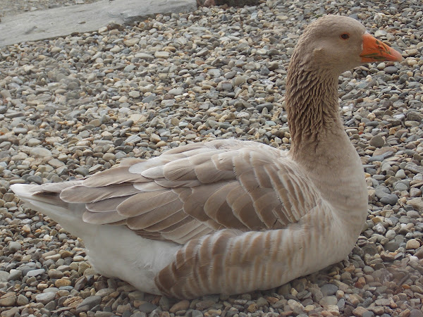 American Buff Goose. | Project Noah