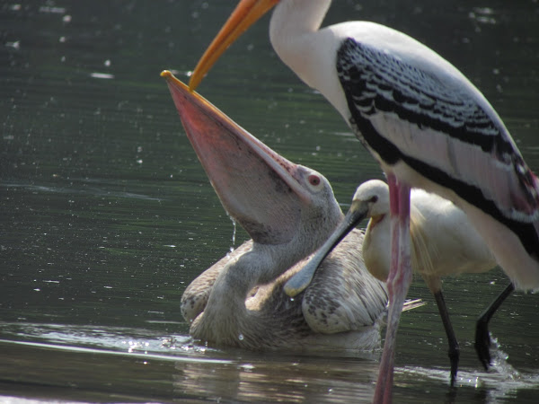 Painted Stork; Spot-billed pelican;Eurasian Spoonbill | Project Noah