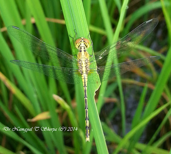 Spotting | Project Noah