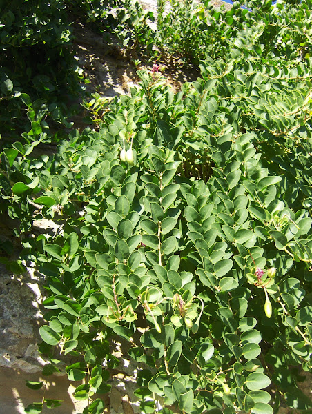 Caper/Kapra | Project Noah