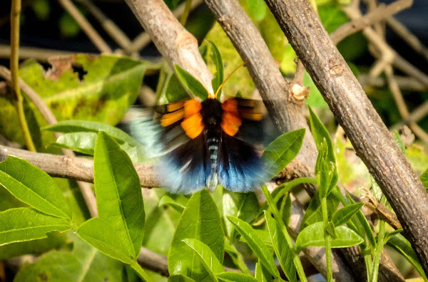 African Peach Moth | Project Noah