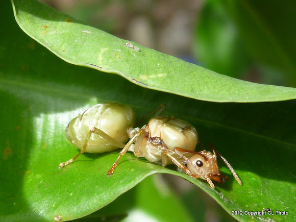 Green Ant Queen | Project Noah