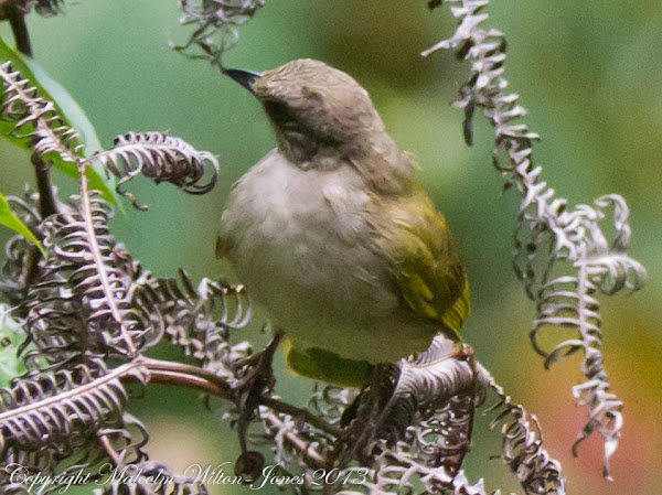 Olive-winged Bulbul | Project Noah