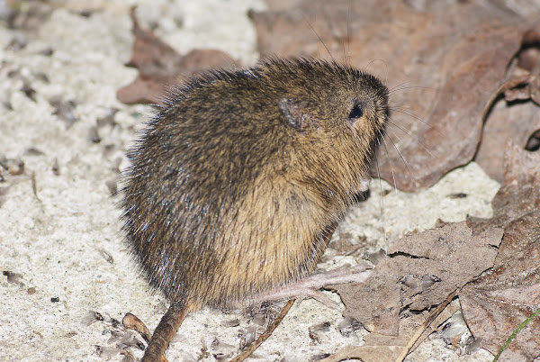 Meadow Jumping Mouse | Project Noah
