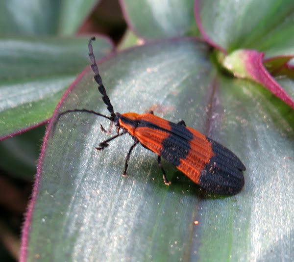 Banded net wing beetle | Project Noah
