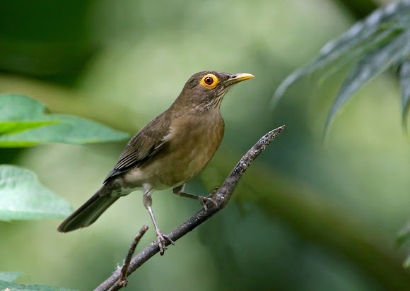 Bare-eyed Thrush | Project Noah